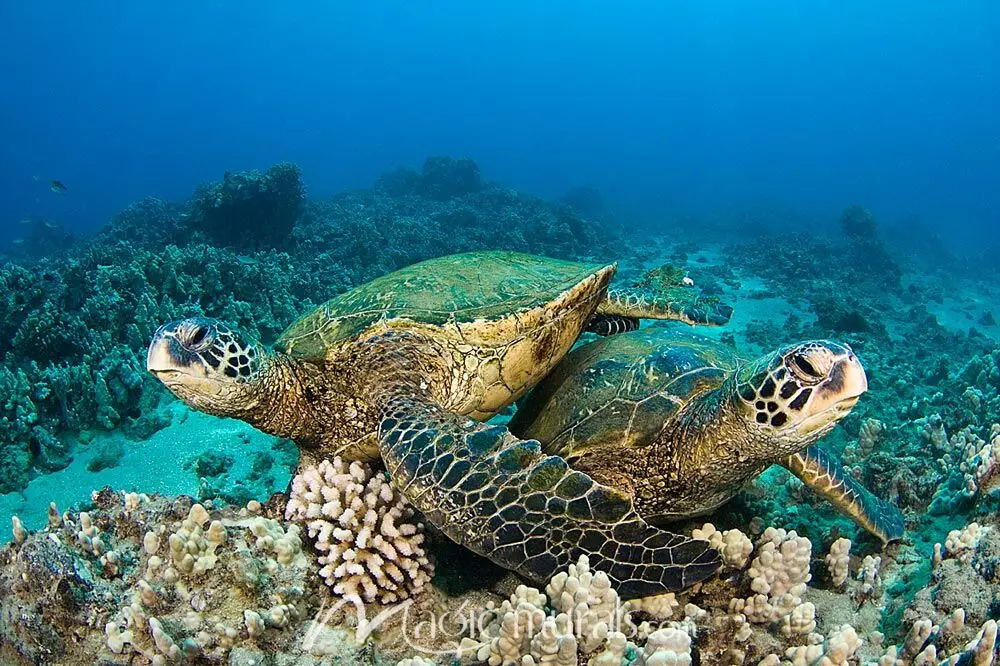 Coral Reef Sea Turtle