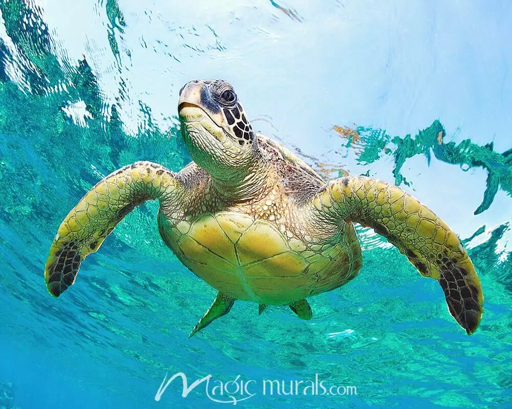 Green Sea Turtle Swimming Wallpaper Mural by Magic Murals