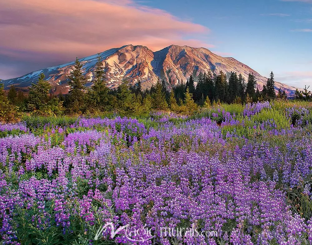 Mt. St. Helens Purple Sunset Wallpaper Mural by Magic Murals