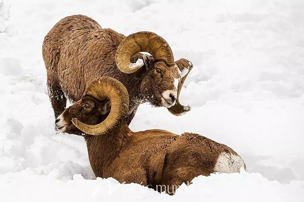 Large Bighorn Rams Wallpaper Wall Mural by Magic Murals
