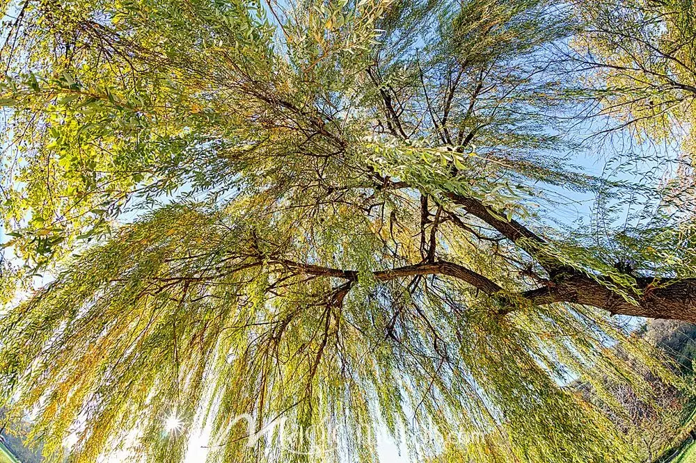 Upward View of Willow Tree Wallpaper Mural by Magic Murals