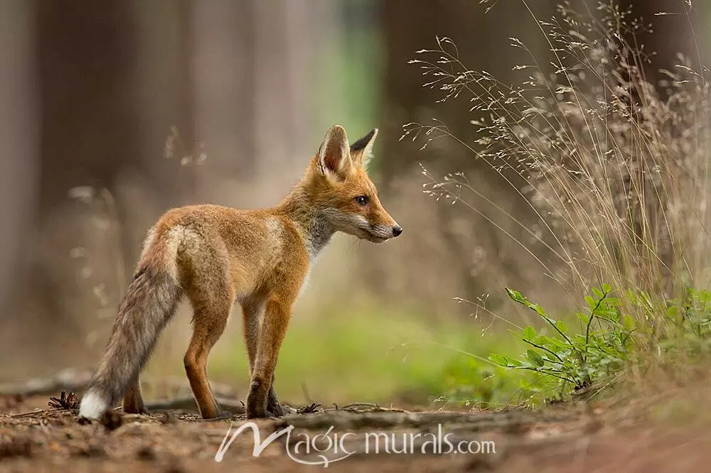 Baby Fox Wallpaper