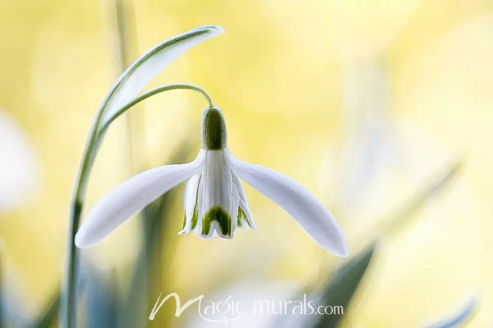 Snowdrop Flower Wallpaper Wall Mural by Magic Murals