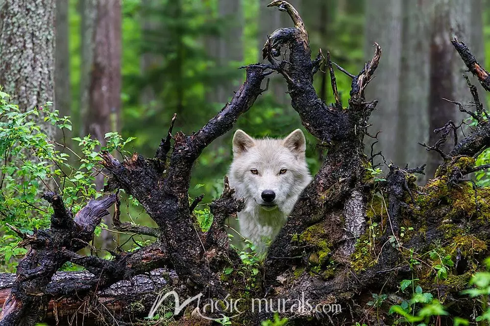 Wolf Portrait Wallpaper Wall Mural by Magic Murals