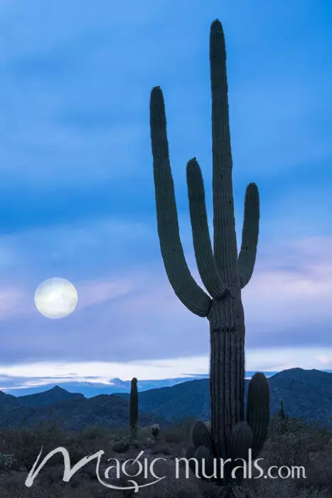 Cactus at Twilight - Schwartz Wallpaper Mural by Magic Murals