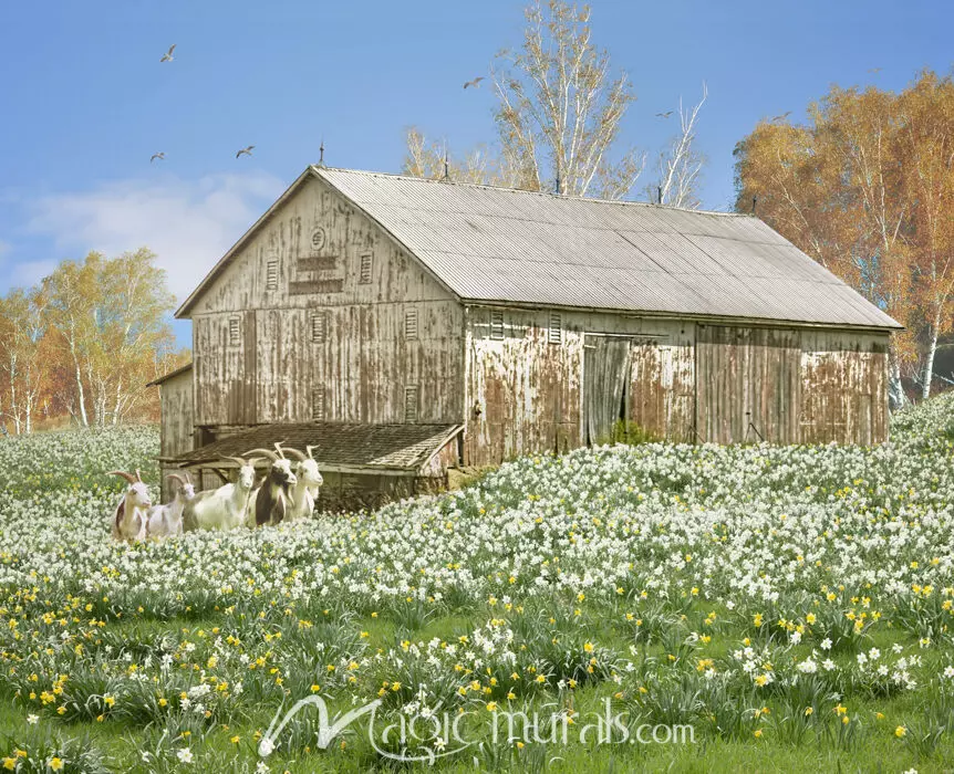 Bodacious Barn With Goats Wallpaper Mural by Magic Murals