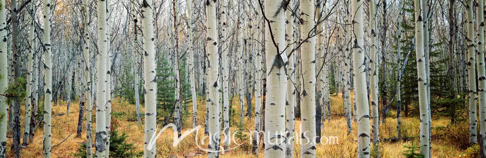 Aspen Forest Wallpaper Wall Mural by Magic Murals