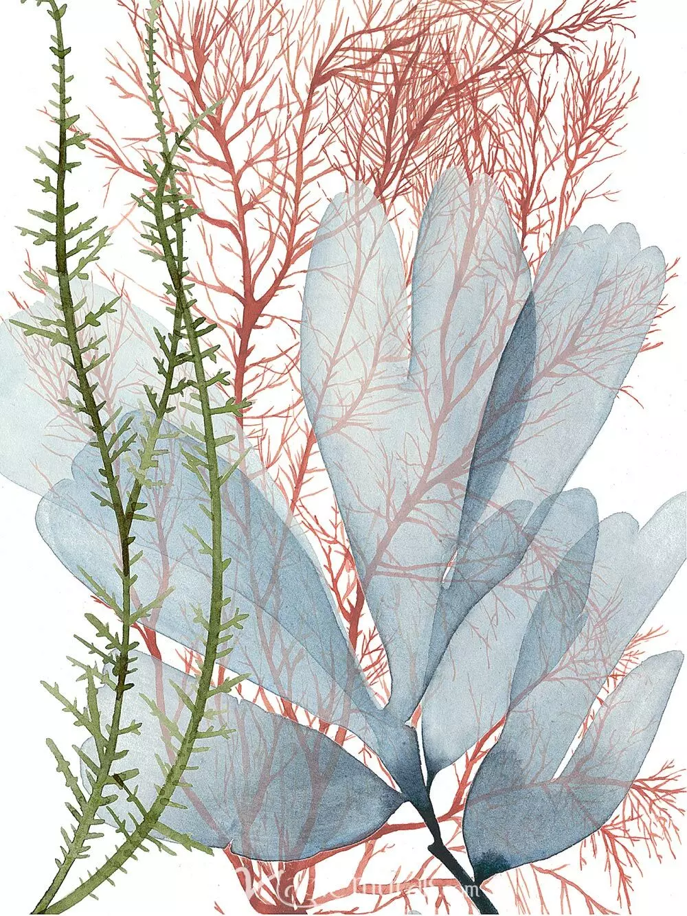 Seaweed Flow I Wallpaper Wall Mural by Magic Murals