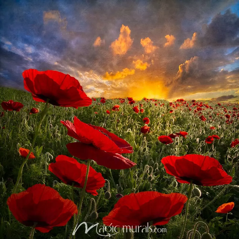 Poppy Field Wallpaper Wall Mural by Magic Murals