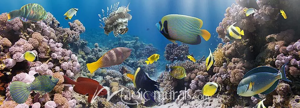 Panorama Coral Reef Vibrant Underwater Panorama: A Stunning Seascape