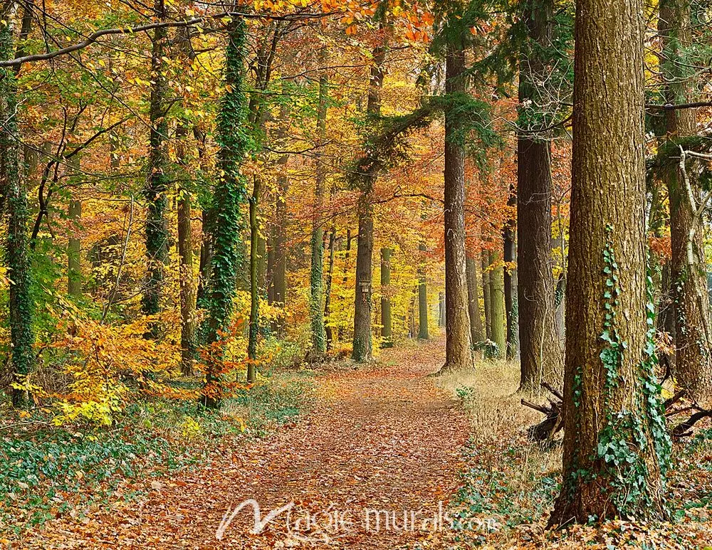 Path Through Fall Wallpaper Wall Mural by Magic Murals