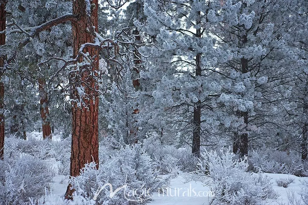 Frosted Snow Wallpaper Wall Mural by Magic Murals