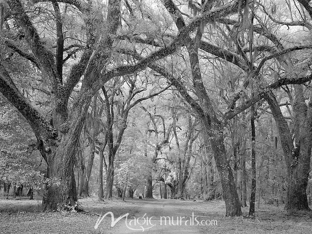 Beautiful Trees Wallpaper Wall Mural by Magic Murals