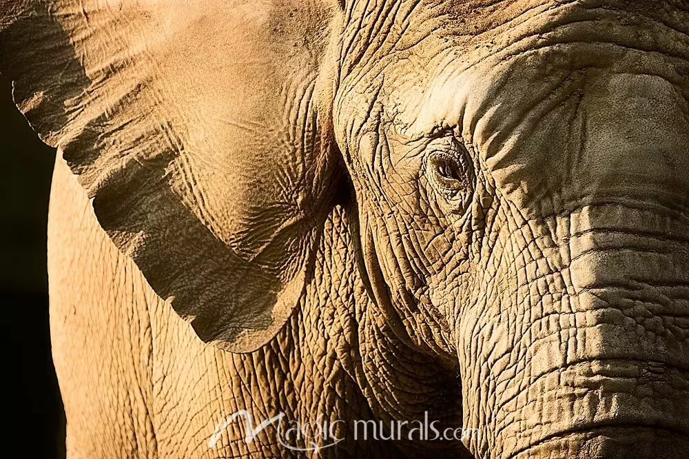 Elephant Face Wallpaper Wall Mural by Magic Murals