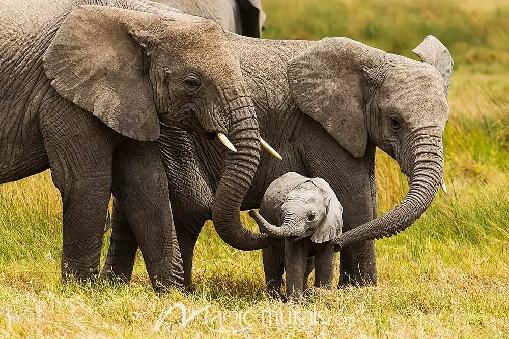 Elephant Family Photo Wallpaper Mural by Magic Murals