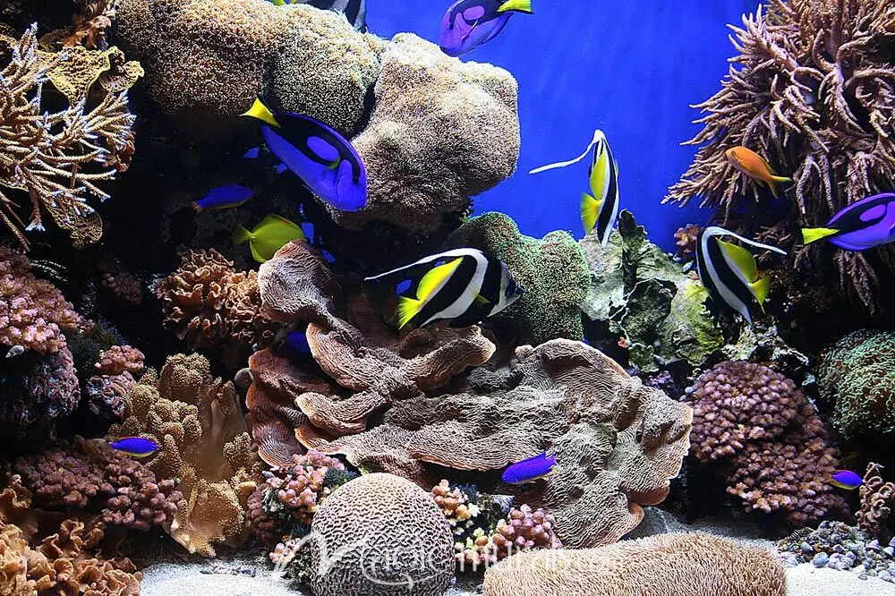 Angel Fish Wallpaper Wall Mural by Magic Murals