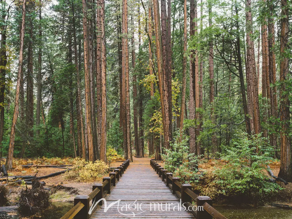 Forest Footbridge Wallpaper Wall Mural by Magic Murals