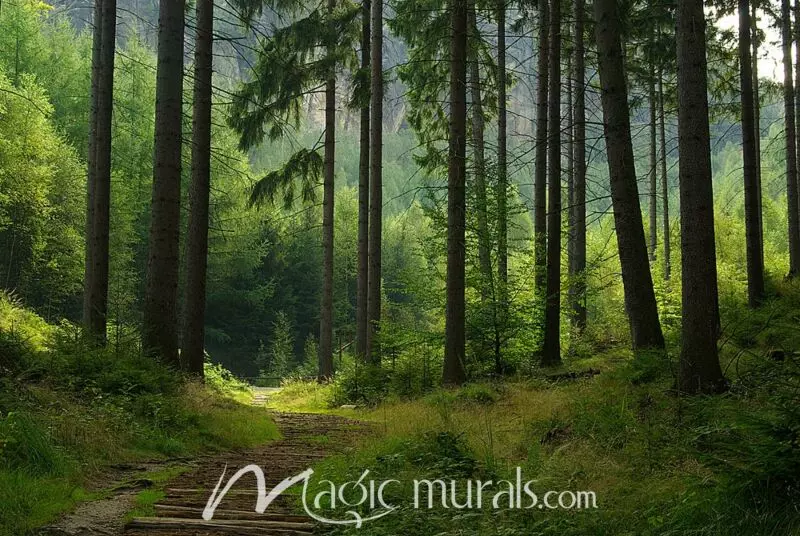 Dream Forest Wallpaper Wall Mural by Magic Murals