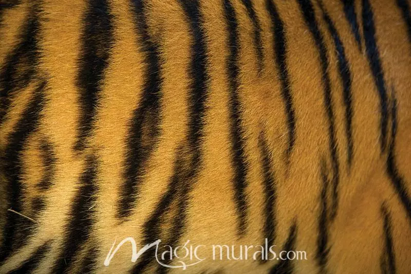 Tiger Pattern Wallpaper Wall Mural by Magic Murals