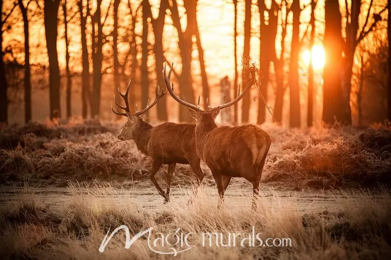 Good Morning Deer Wallpaper Wall Mural by Magic Murals