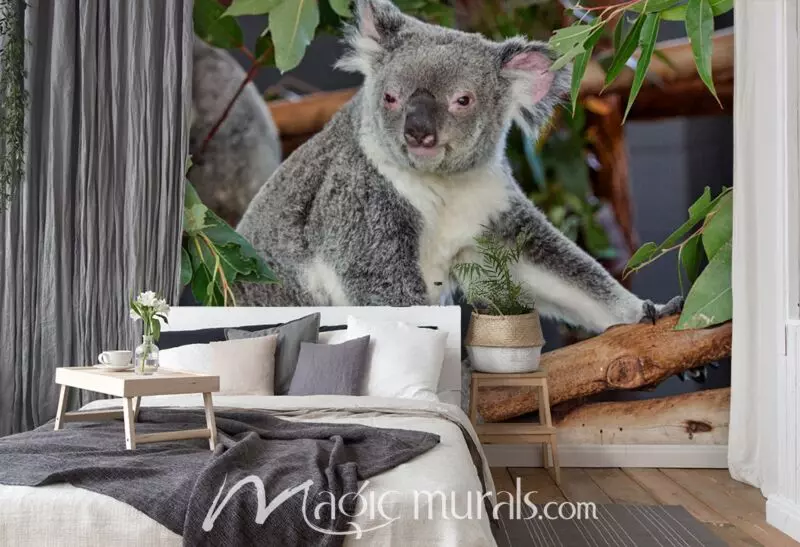 Koala at Lone Pine Sanctuary 1 Mural by Magic Murals