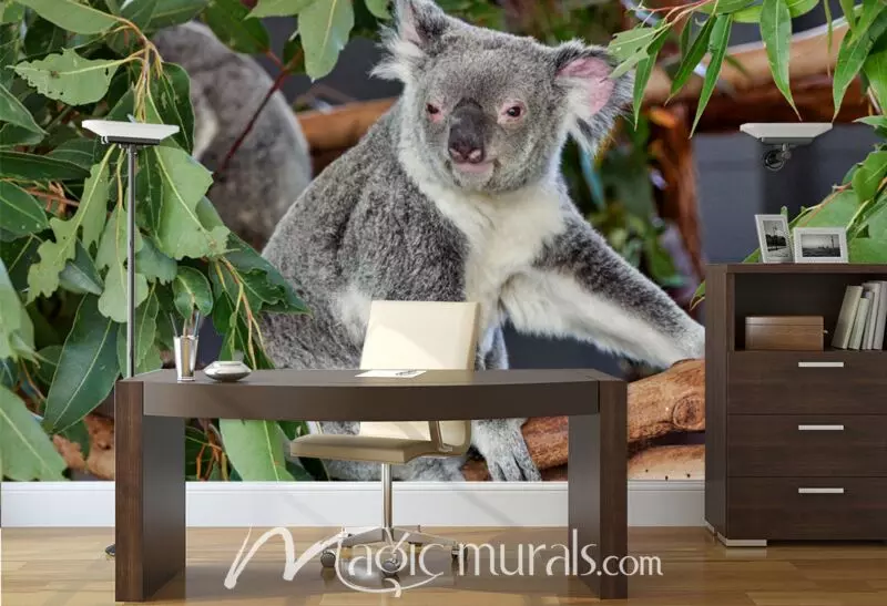 Koala at Lone Pine Sanctuary 1 Mural by Magic Murals