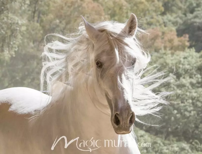 Wild Hair Day Wallpaper Wall Mural by Magic Murals