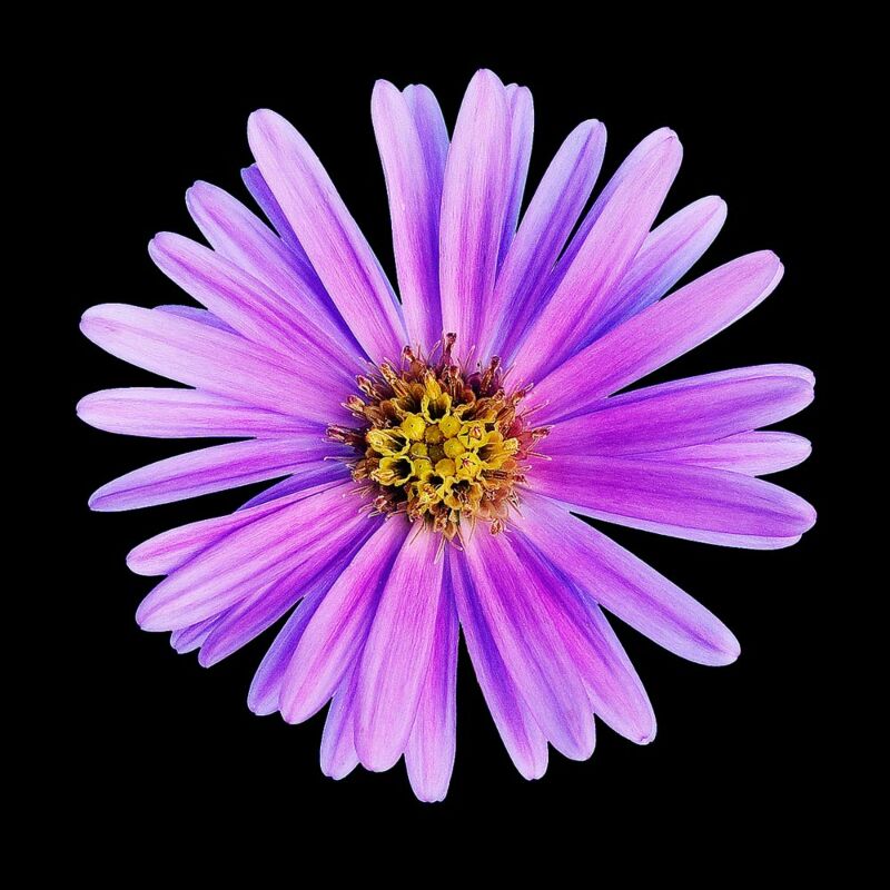 Macro Photography Wall Murals