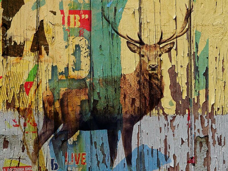 Deer Murals at MagicMurals.com