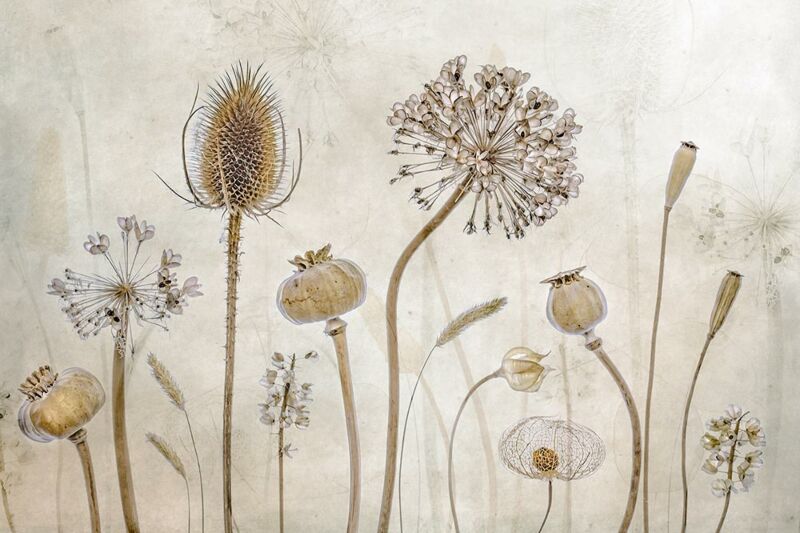 Nature Murals - Wall Murals of Nature at MagicMurals.com