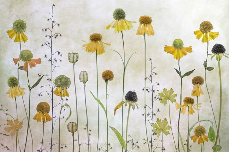 Nature Murals - Wall Murals of Nature at MagicMurals.com
