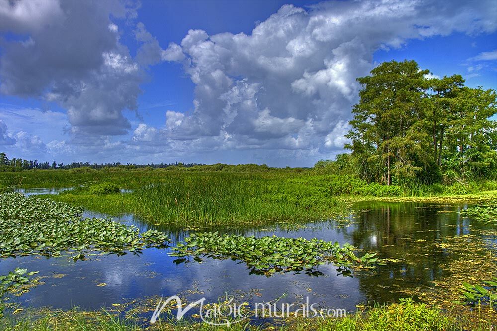 Everglades Landscape Wallpaper Mural by Magic Murals