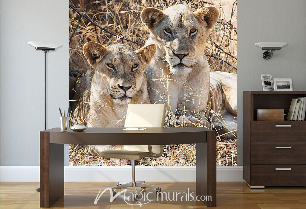 Two female Lions Wallpaper Wall Mural by Magic Murals