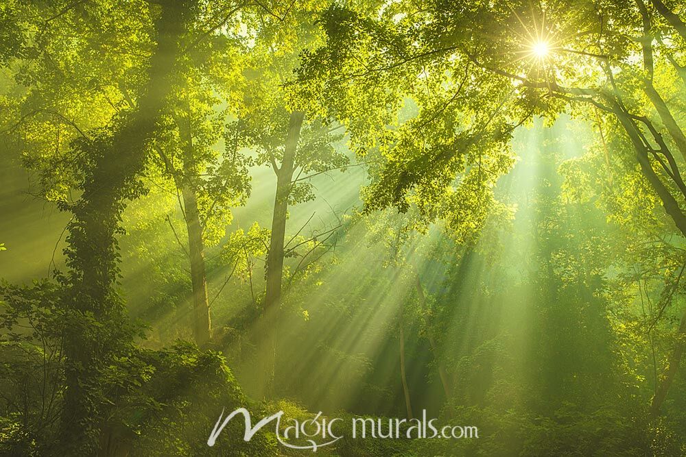 Forest of Heaven Wallpaper Wall Mural by Magic Murals