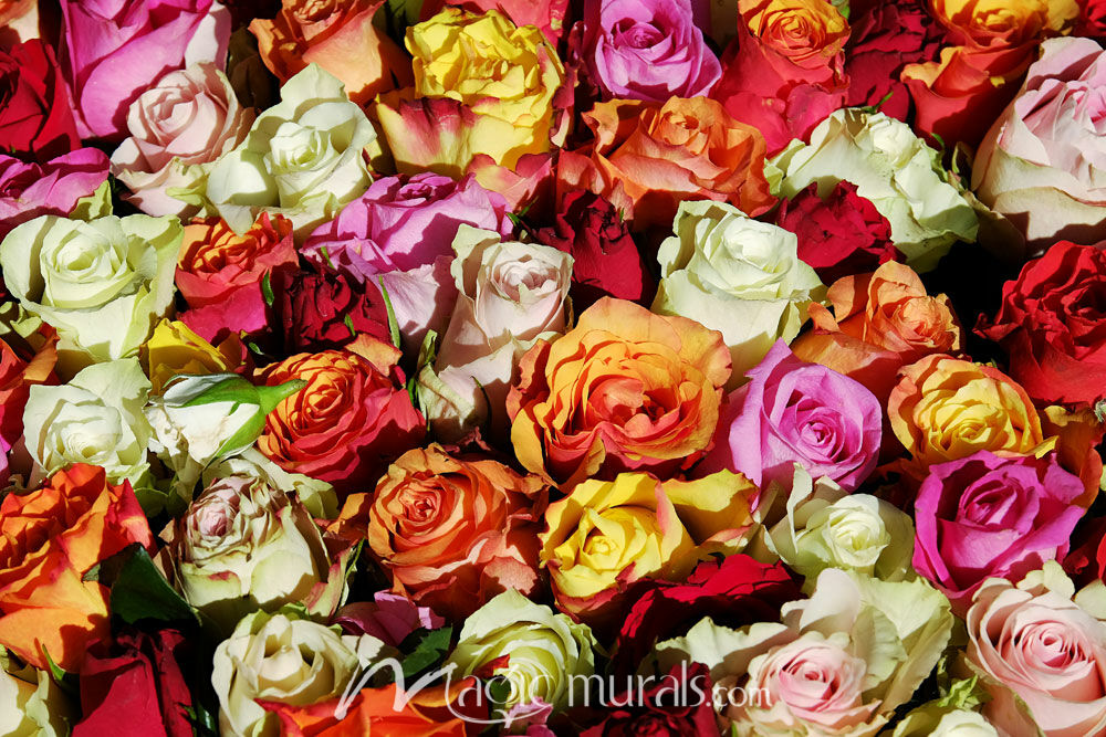 Sea of Roses Wallpaper Wall Mural by Magic Murals
