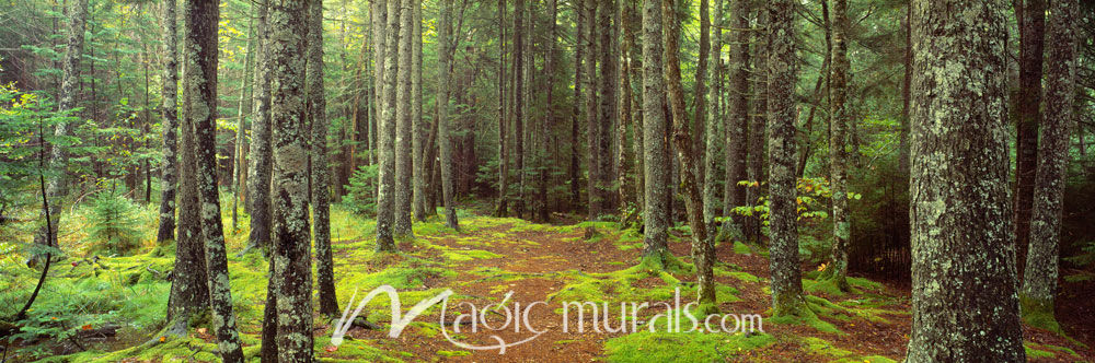 Acadia National Park Forest Wallpaper Mural by Magic Murals