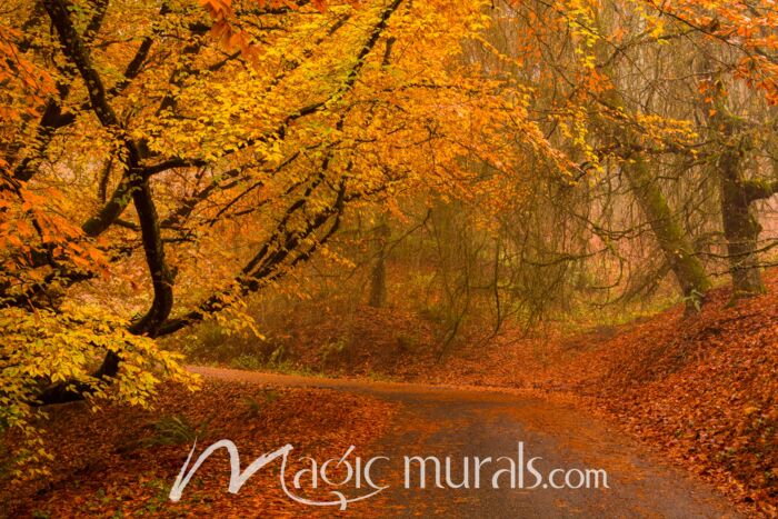 Curving Past Autumn Leaves Wallpaper Mural by Magic Murals