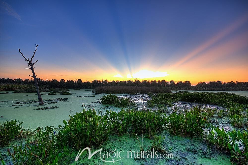 Swamp Sunrise Wallpaper Wall Mural by Magic Murals