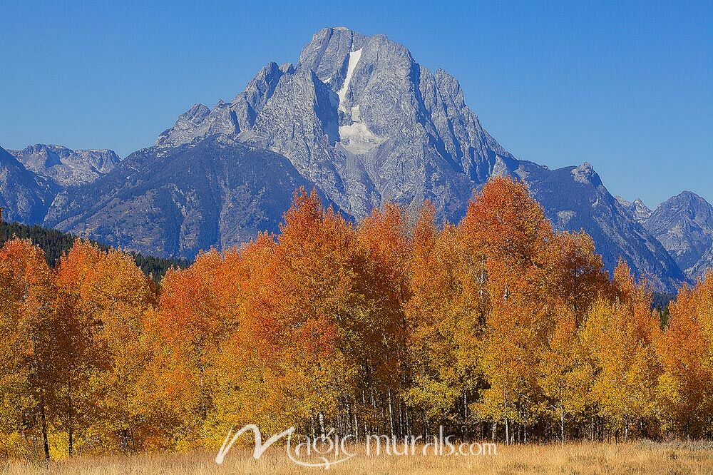 Golden Colors Decorate Mt Moran Mural by Magic Murals