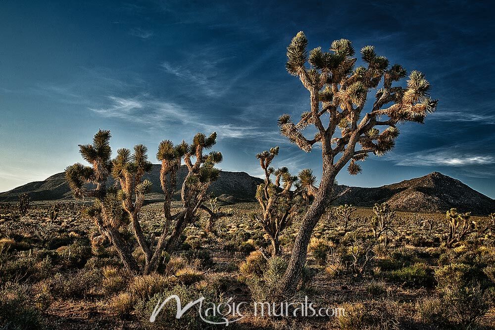Sunrise over Joshua Trees Wallpaper Mural by Magic Murals