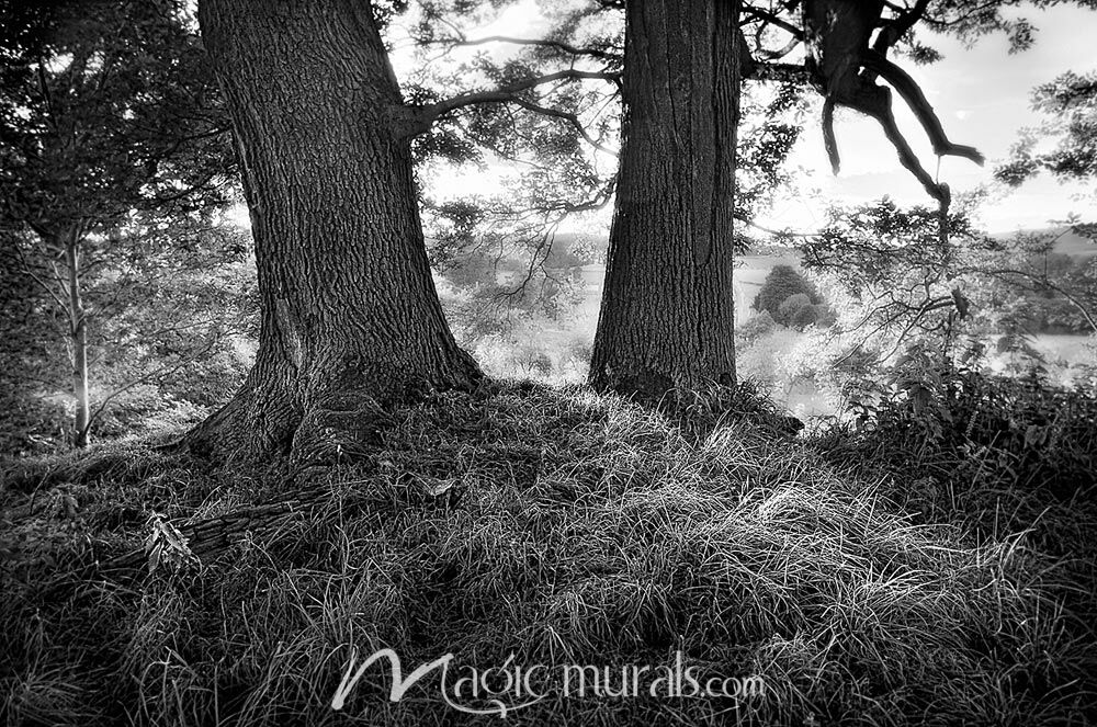 The Mighty Oak Wallpaper Wall Mural by Magic Murals