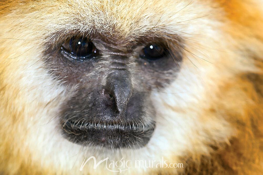 Gibbon Wallpaper Wall Mural by Magic Murals
