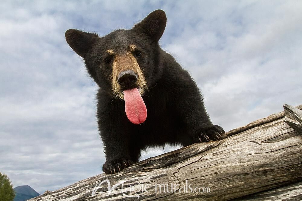 Candid Black Bear Cub Wallpaper Mural by Magic Murals