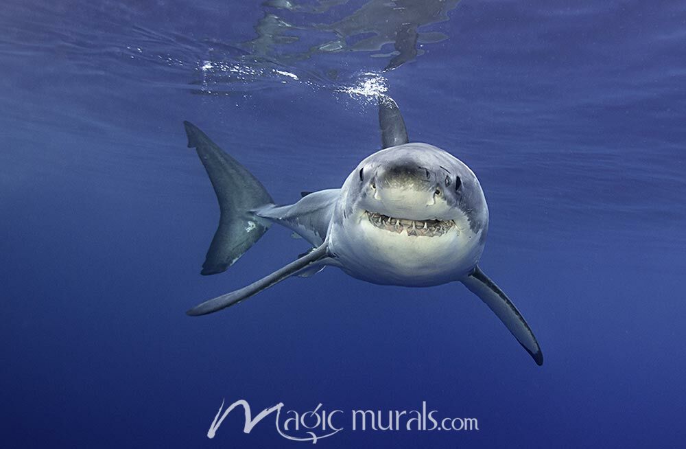 Great White Shark Smiling Wallpaper Mural by Magic Murals