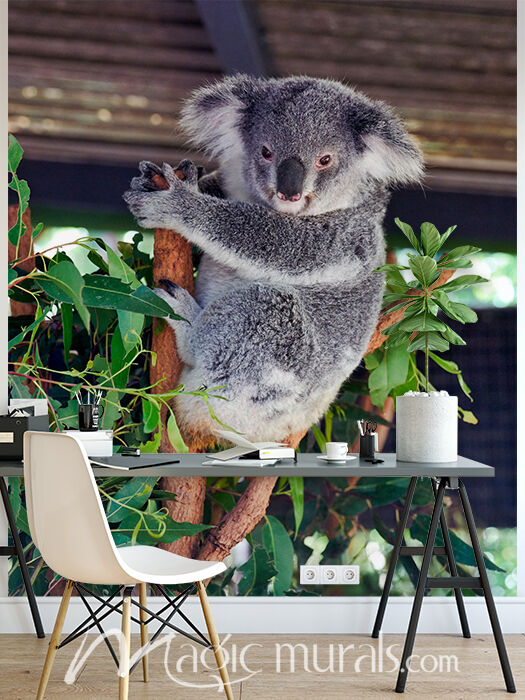 Koala at Lone Pine Sanctuary 2 Mural by Magic Murals