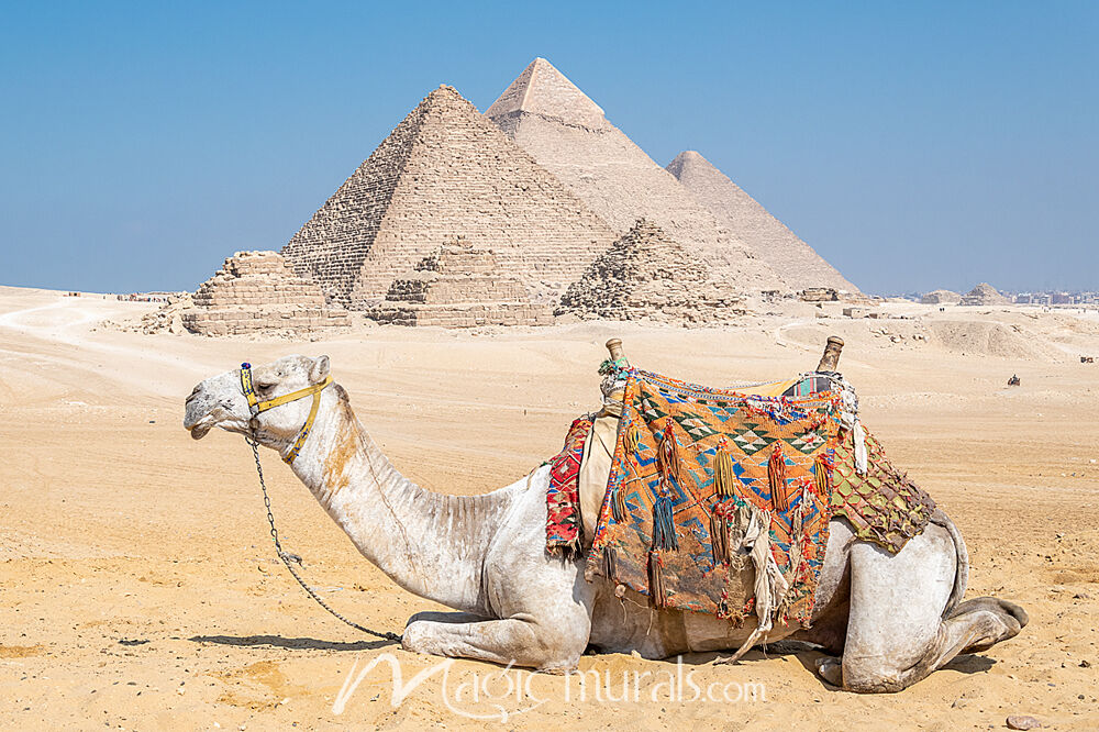 Pyramid Camel Wallpaper Wall Mural by Magic Murals