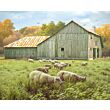 Bodacious Barn With Sheep Wallpaper Mural by Magic Murals